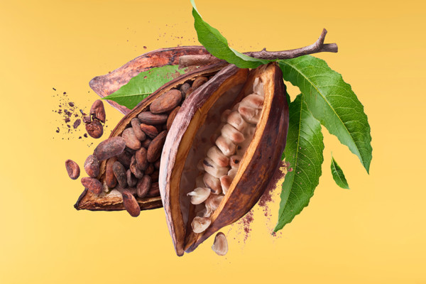 Where Does Chocolate Come From? - Totally Chocolate